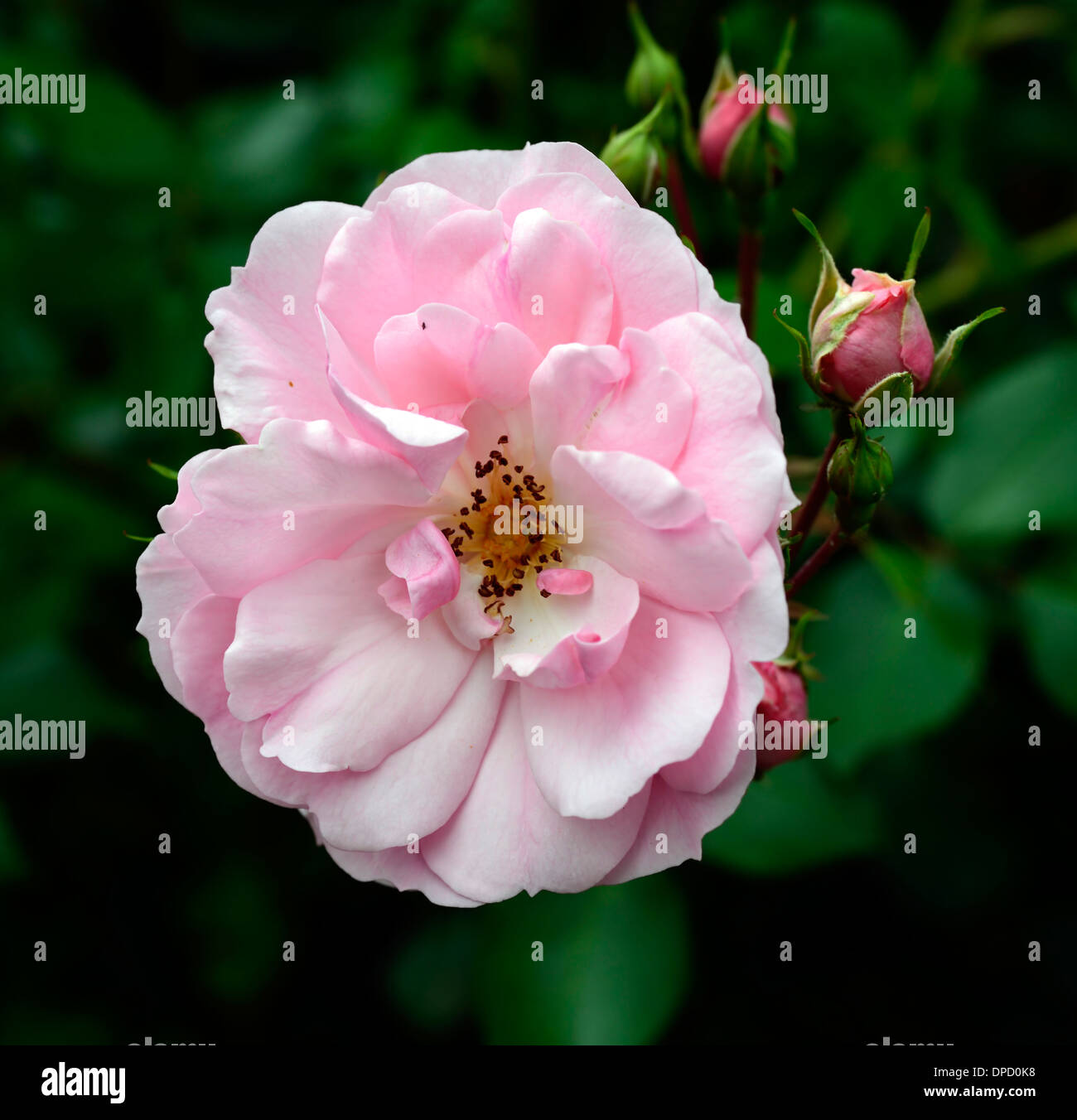 rosa bonica meidomonac shrub rose pink flowers flowering fragrant roses ...