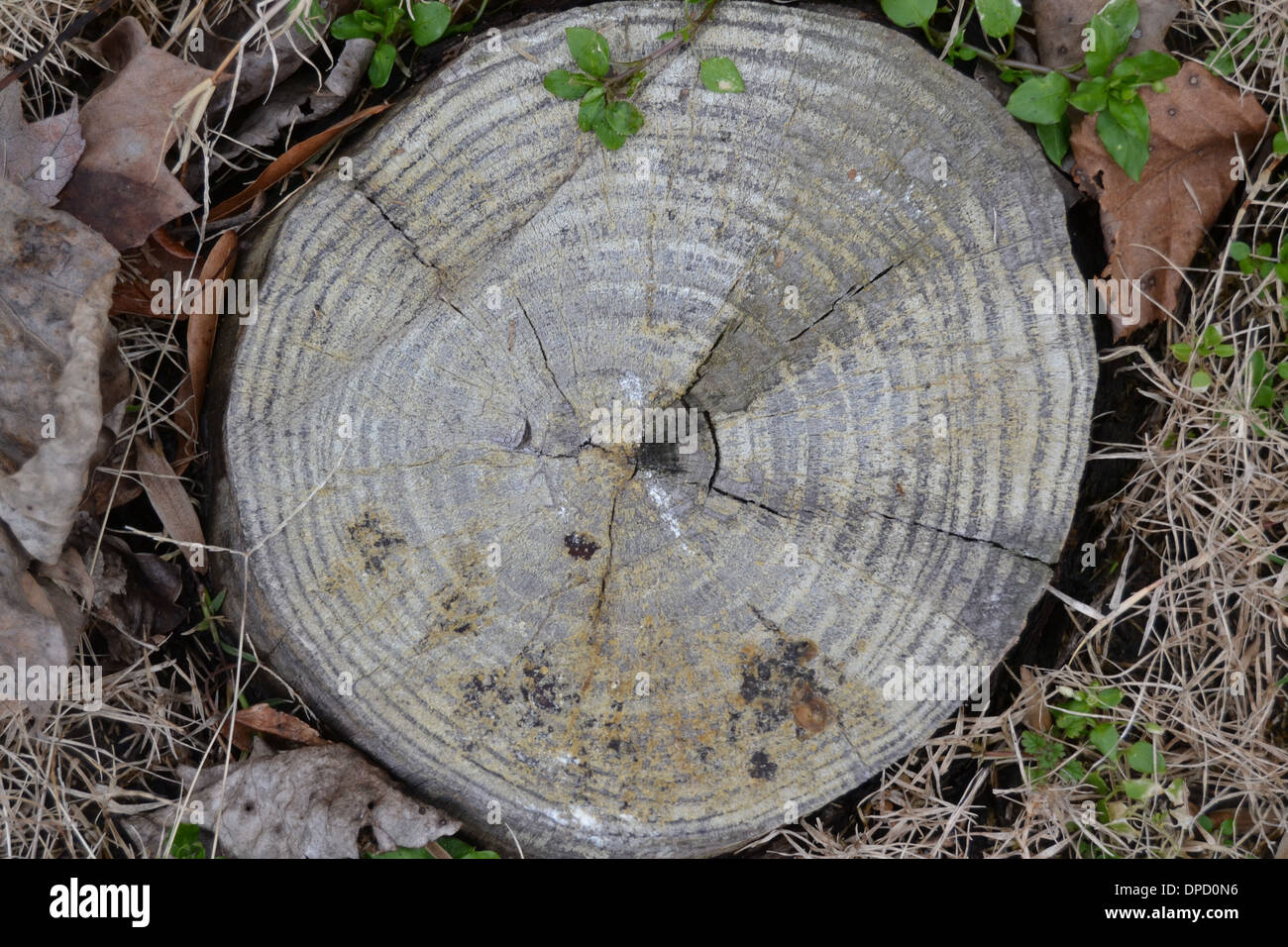 A stump that has weathered through the season of fall Stock Photo - Alamy