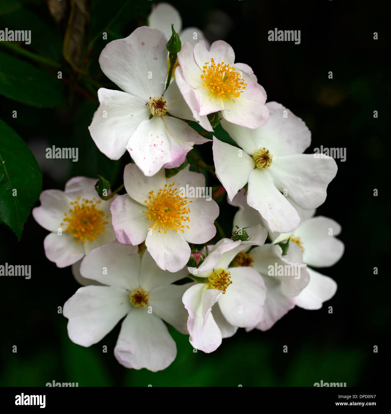 rosa wedding day white rose rambler rambling climbers climbing ...