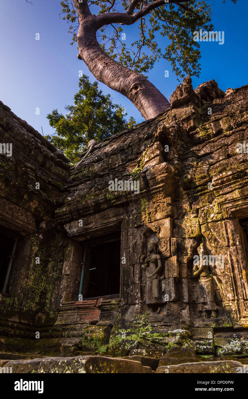 Cambodia tree hi-res stock photography and images - Alamy