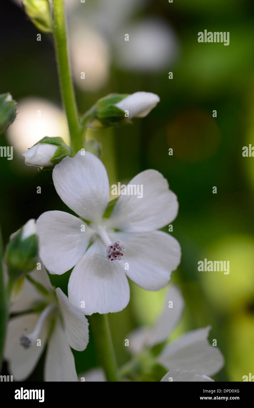 sidalcea candida alba flowers white flowering bloom blooming spire ...