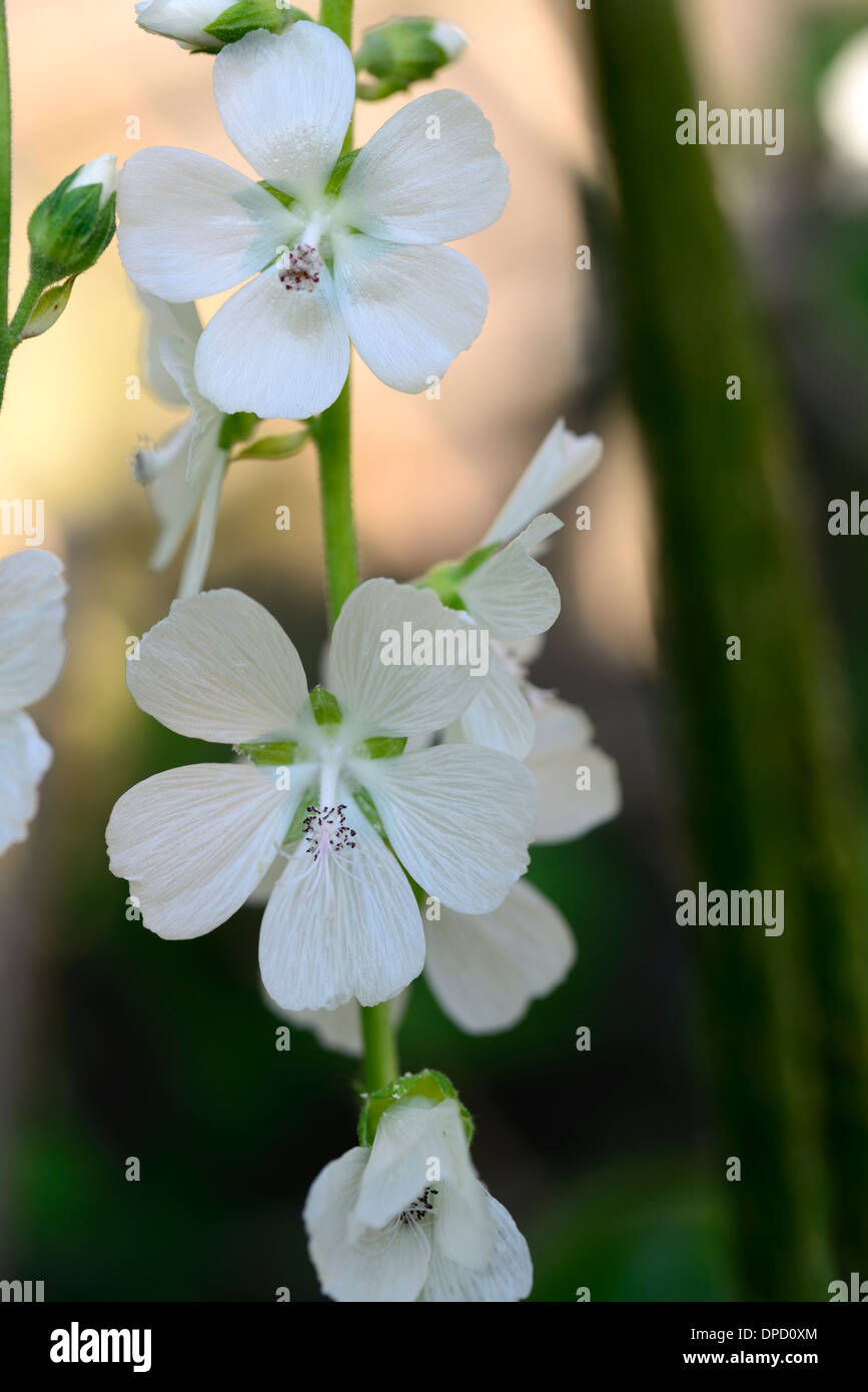 Sidalcea candida hi-res stock photography and images - Alamy