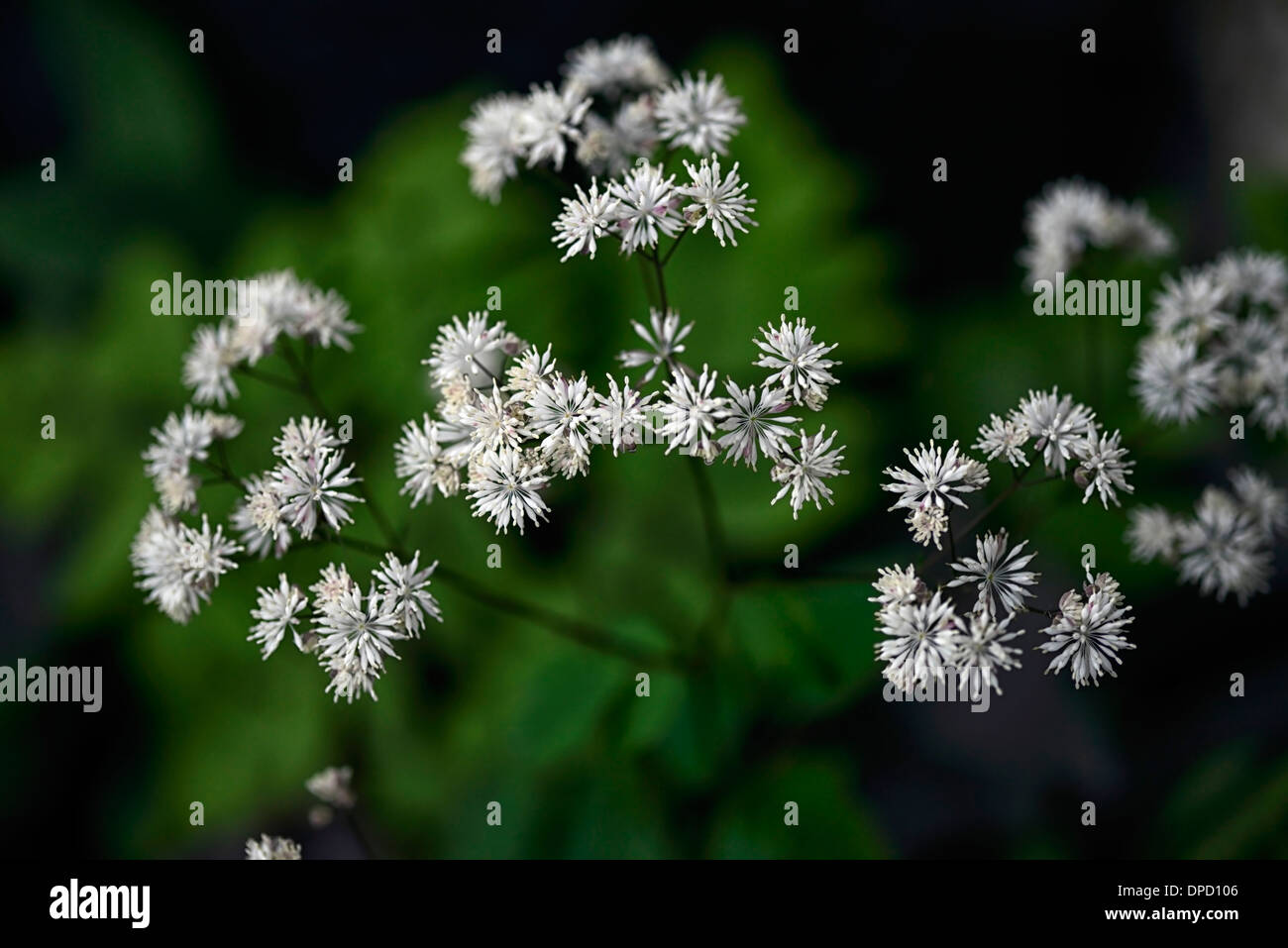 Airy foliage hi-res stock photography and images - Alamy