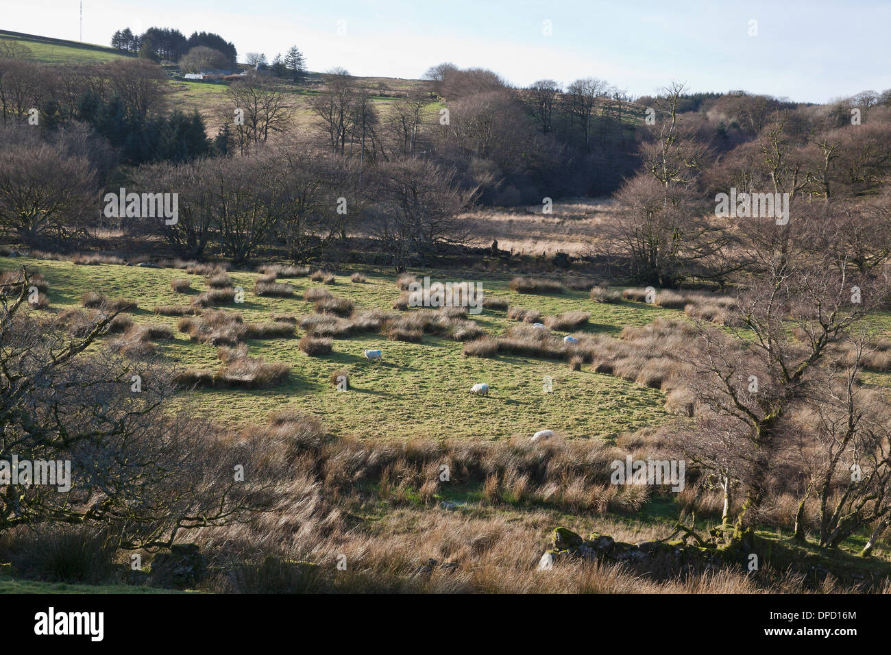 Sheep in fields on a remote farm in the West Dart Valley, Dartmoor ...