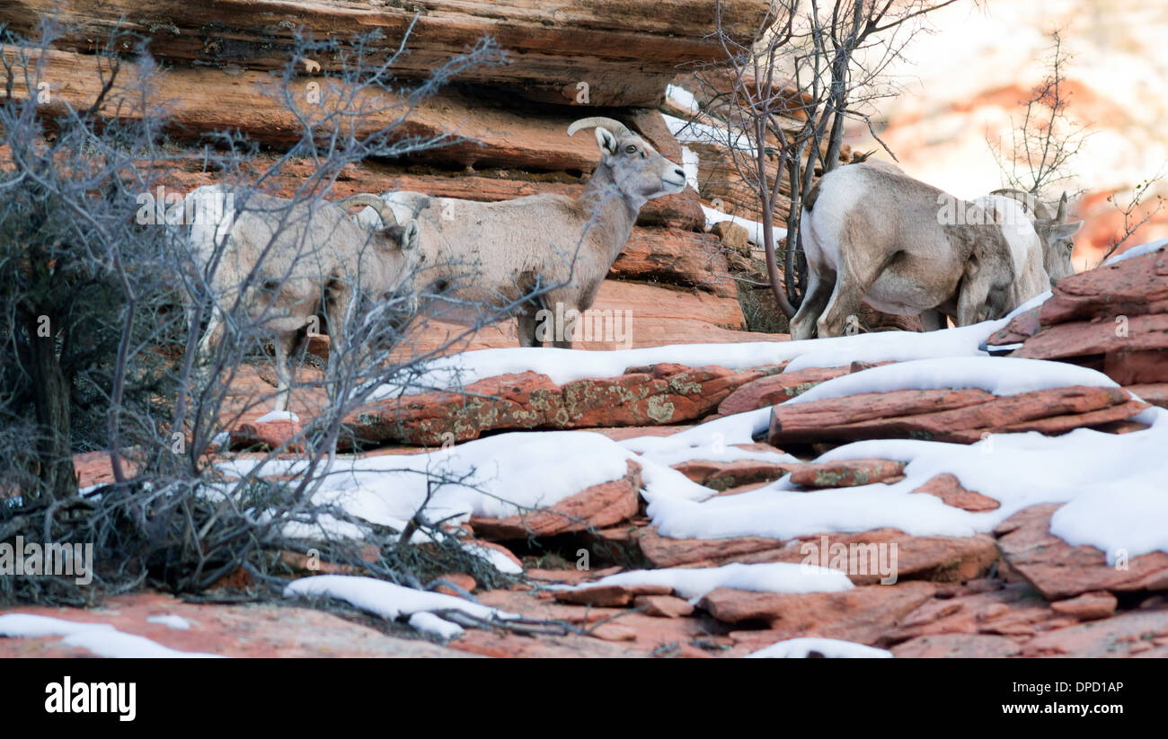 A band of mountain goats forage for food around the mountainside Stock ...