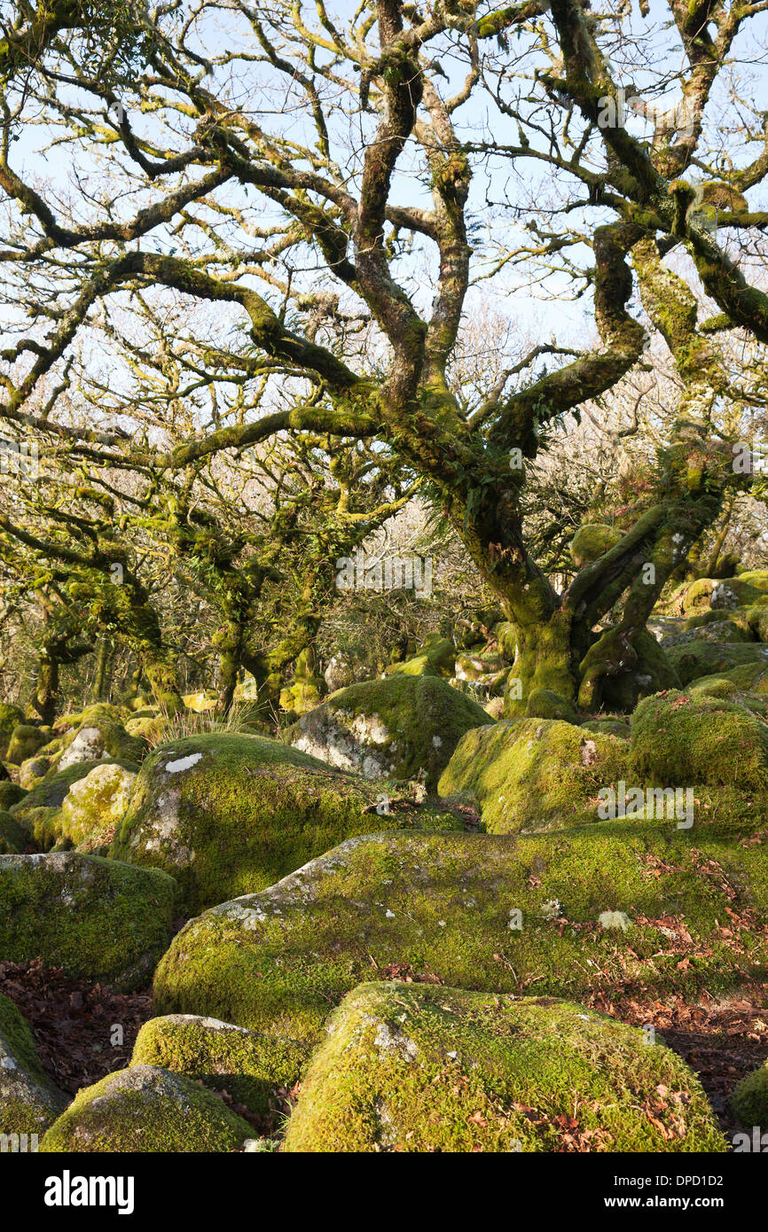 English Oak Woodland High Resolution Stock Photography and Images - Alamy