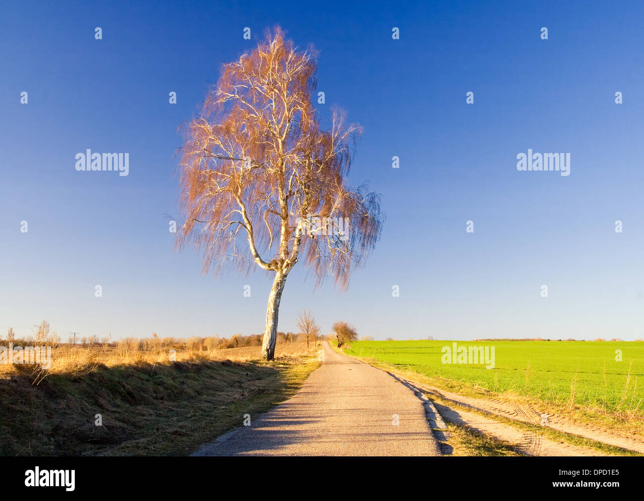trees and sunset landscape Stock Photo - Alamy