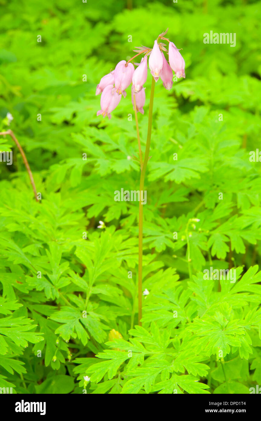 Bleeding heart, Mt Hood National Forest, Columbia River Gorge National ...