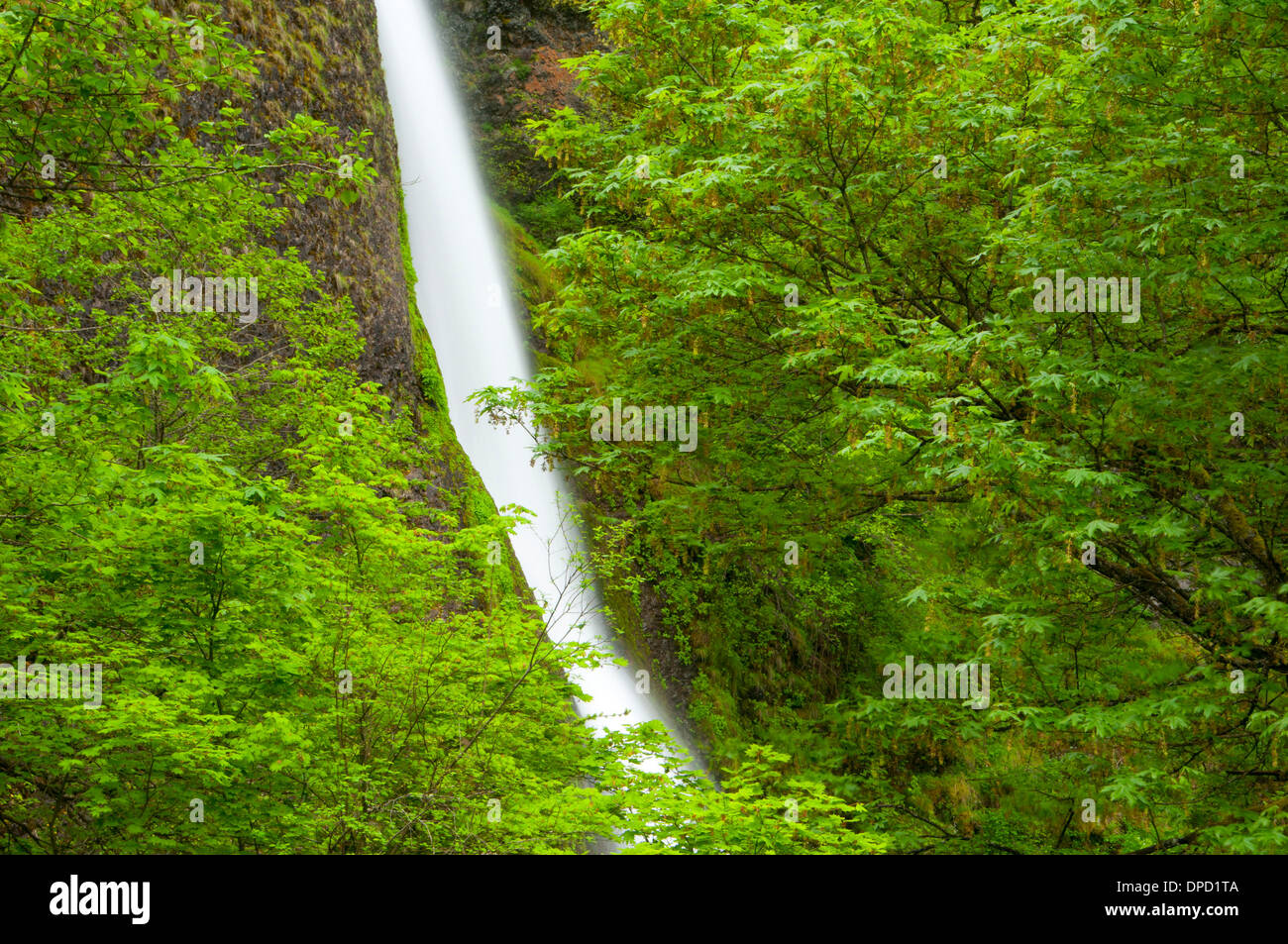Horsetail Falls, Mt Hood National Forest, Columbia River Gorge National Scenic Area, Oregon ...