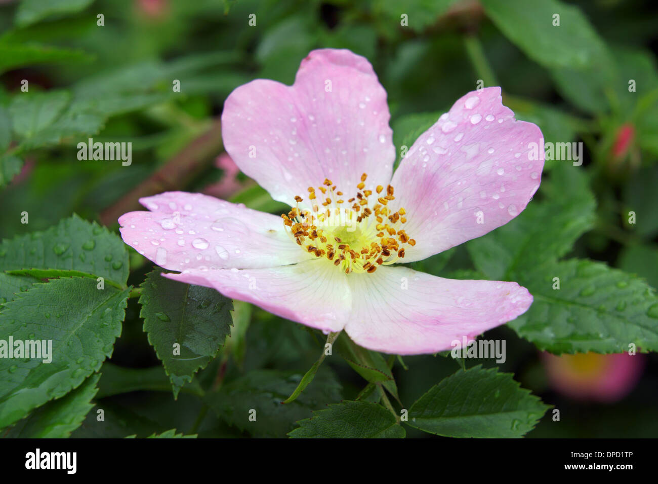 Flower wild rose after rain Stock Photo - Alamy