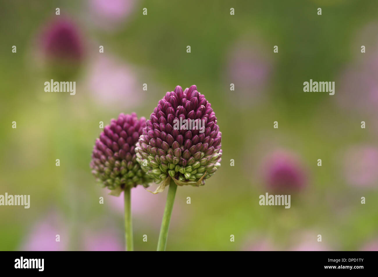 Round flower heads hi-res stock photography and images - Alamy