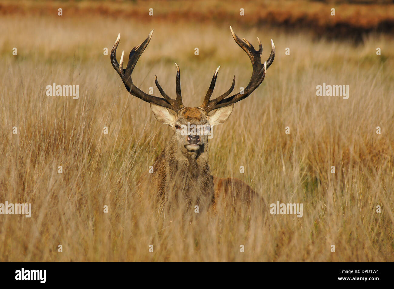 Red deer (Cervus elaphus) stag portrait Stock Photo - Alamy