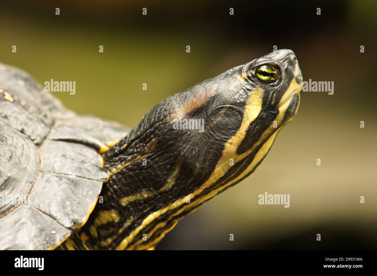 Red eared slider turtle hi-res stock photography and images - Alamy