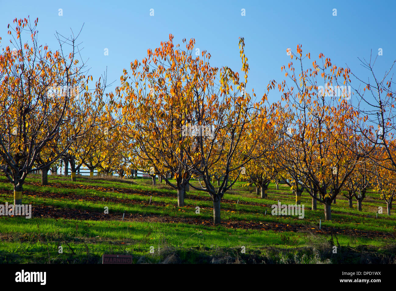 Fruit orchard in autumn, The Dalles, Columbia River Gorge National ...