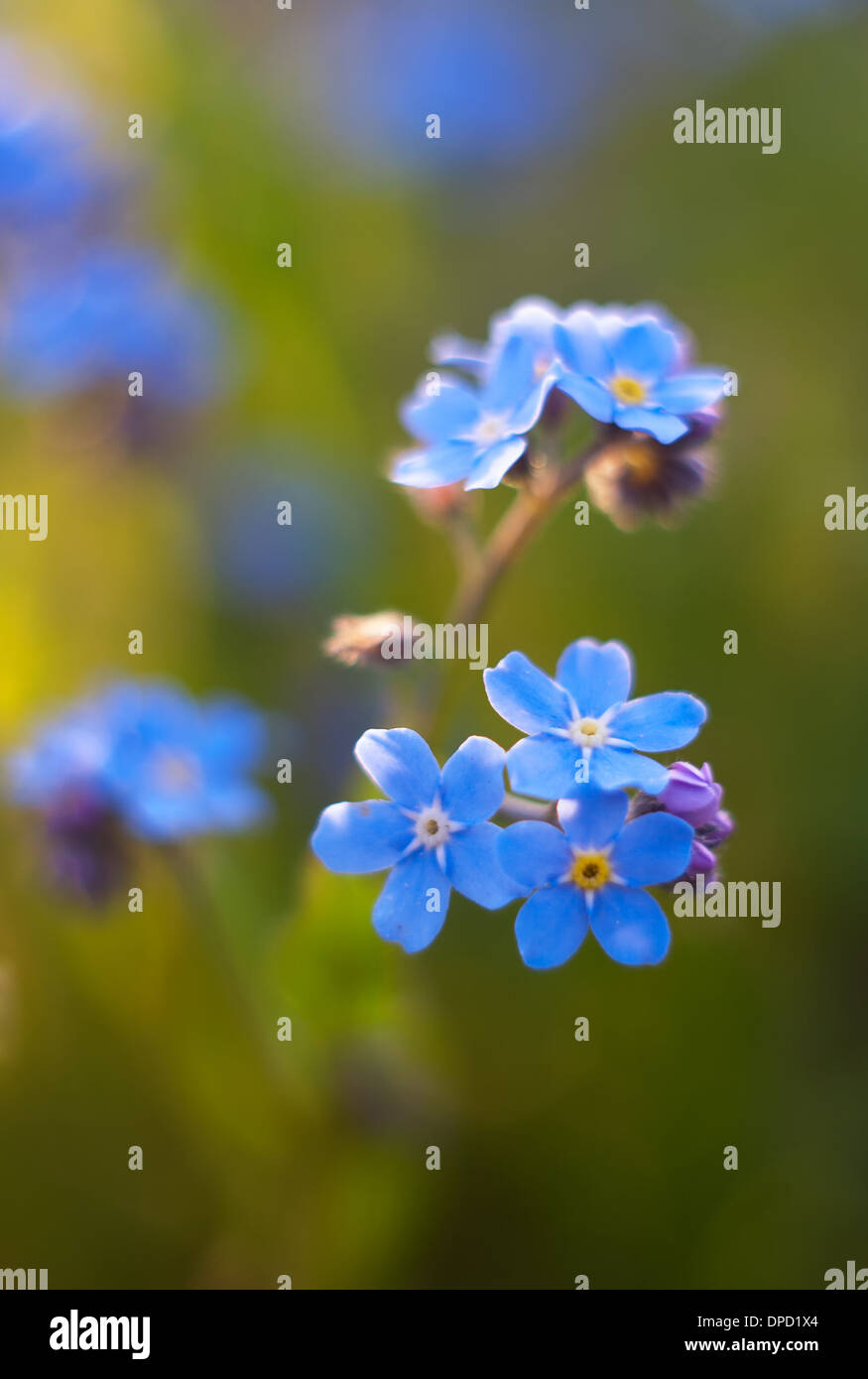 Forget me nots flowers hi-res stock photography and images - Alamy