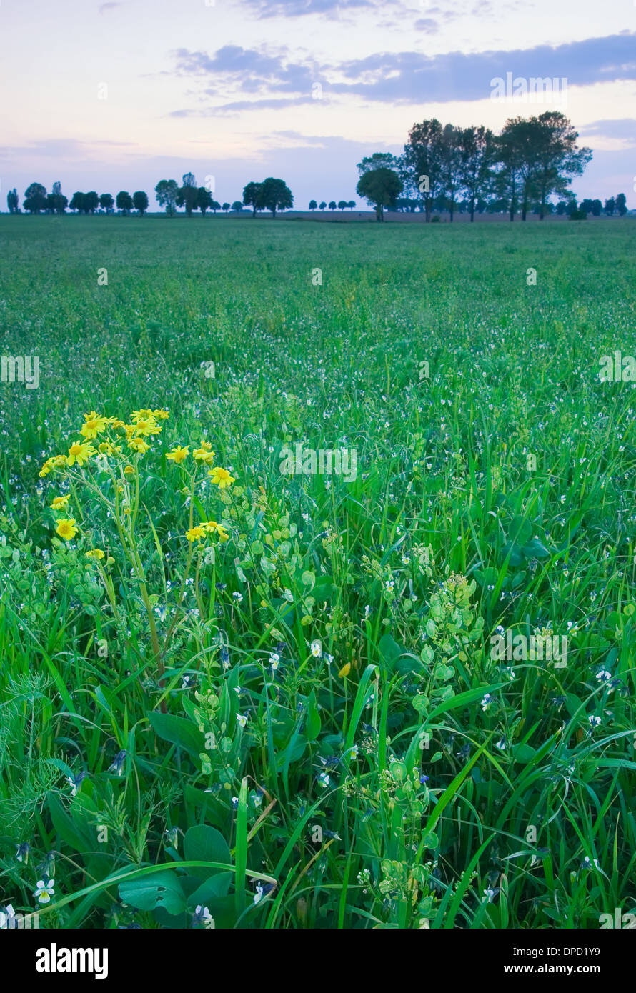 rural field landscape Stock Photo - Alamy