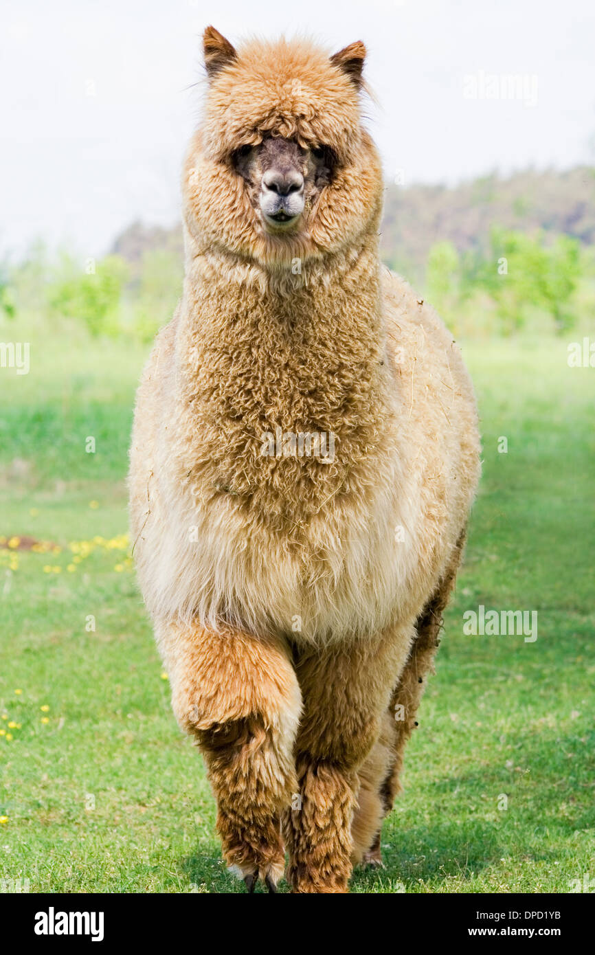 Baby alpaca fuzzy hi-res stock photography and images - Alamy