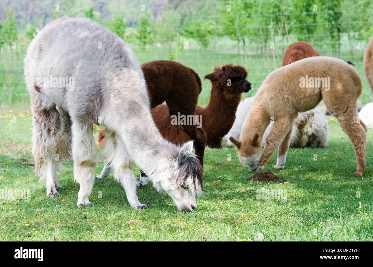 Baby alpaca fuzzy hi-res stock photography and images - Alamy