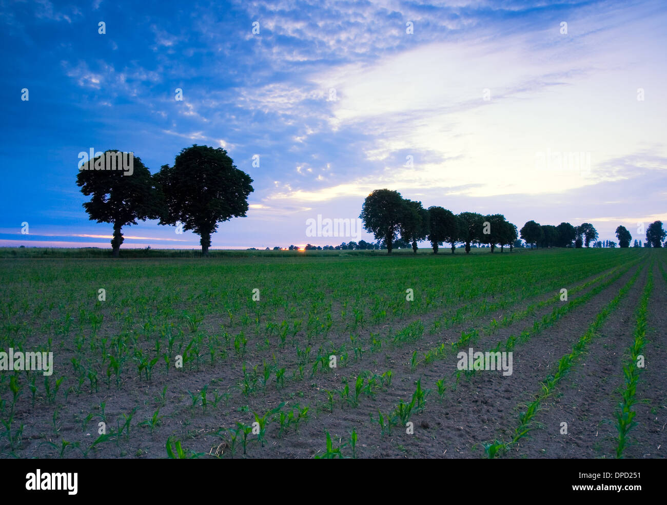 sunset with colorful sky over field Stock Photo - Alamy