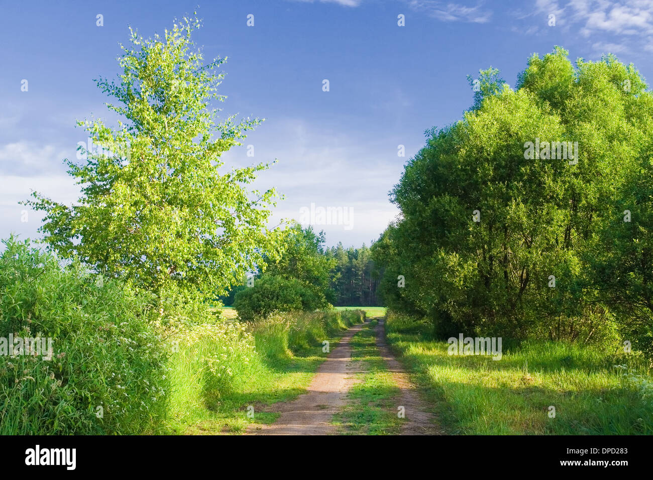 landscape with rural sandy road Stock Photo - Alamy