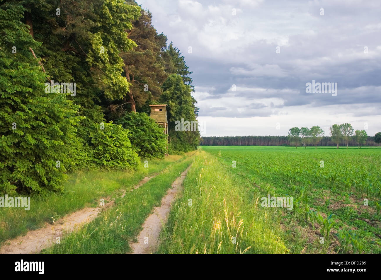 landscape with rural sandy road Stock Photo - Alamy
