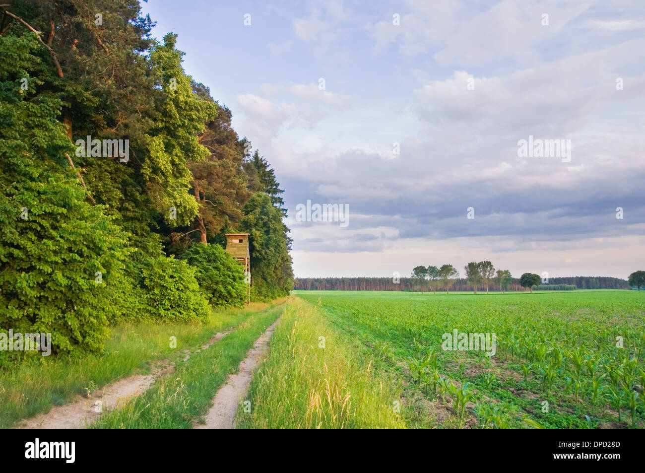 landscape with rural sandy road Stock Photo - Alamy