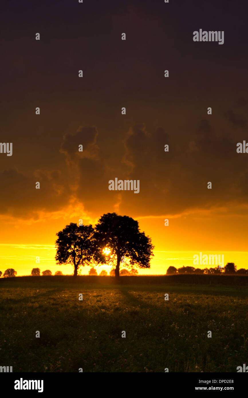 trees and sunset landscape Stock Photo - Alamy