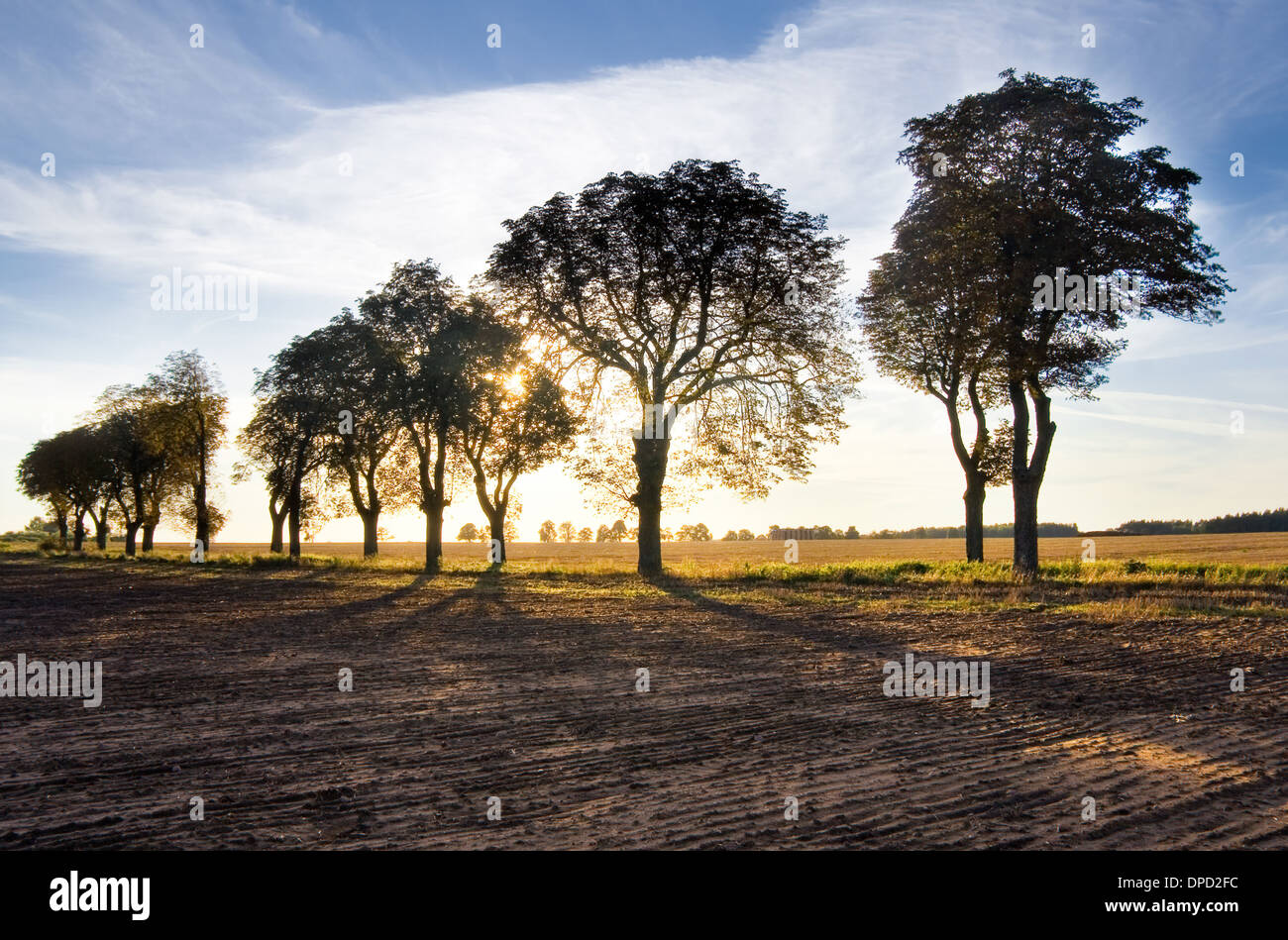 trees and sunset landscape Stock Photo - Alamy