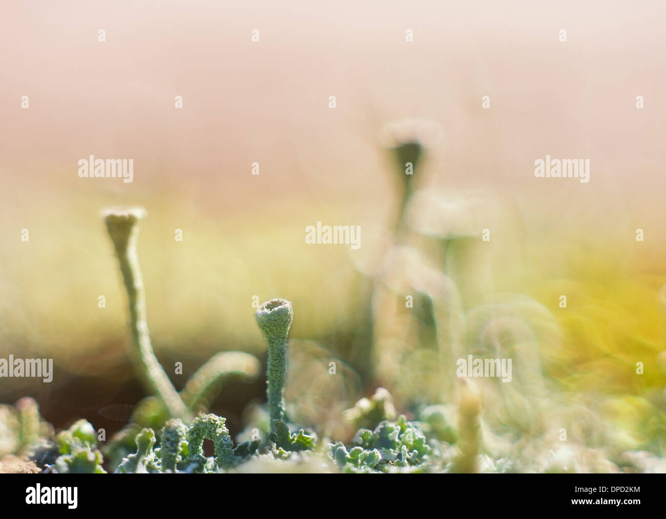 small lichens macro Stock Photo - Alamy