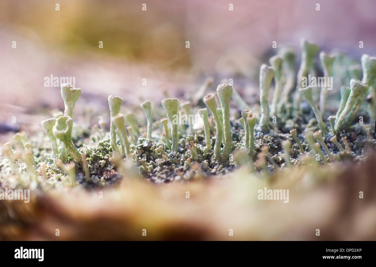 small lichens macro Stock Photo - Alamy