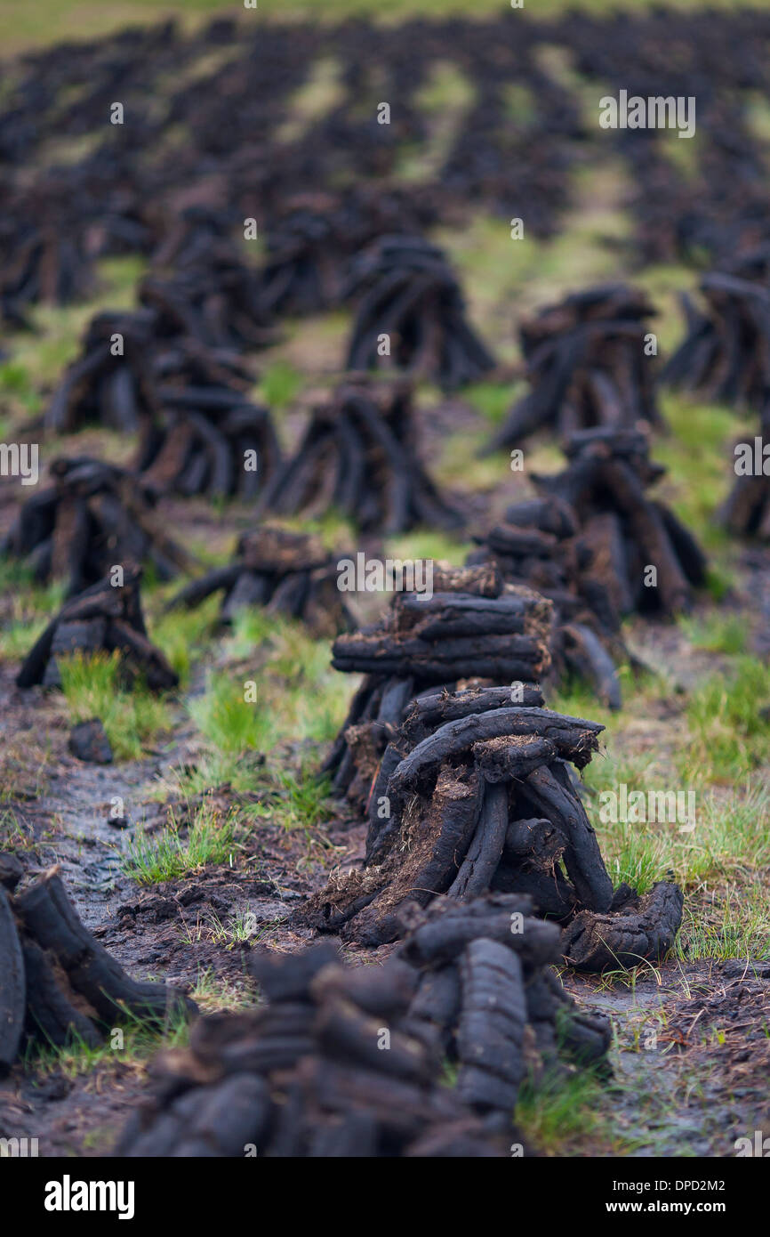 Piles of cut peat line the fields of Northern Ireland. Peat is an ...