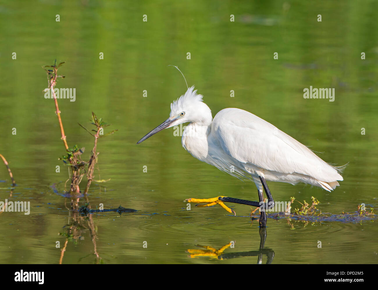 Little egret walking hi-res stock photography and images - Alamy