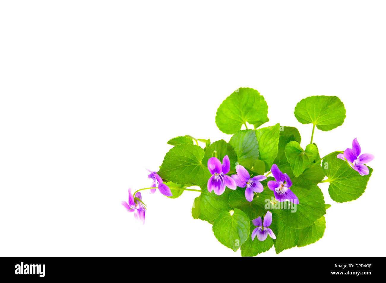 Bunch of violets hi-res stock photography and images - Alamy