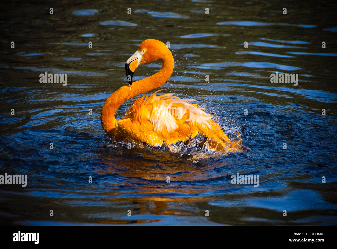 Splashing flamingo hi-res stock photography and images - Alamy
