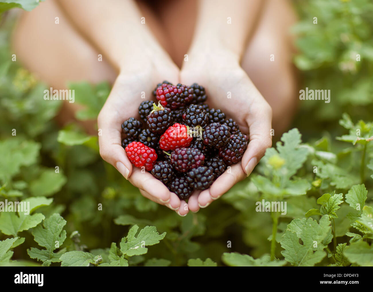 Blackberry in hand Stock Photo - Alamy