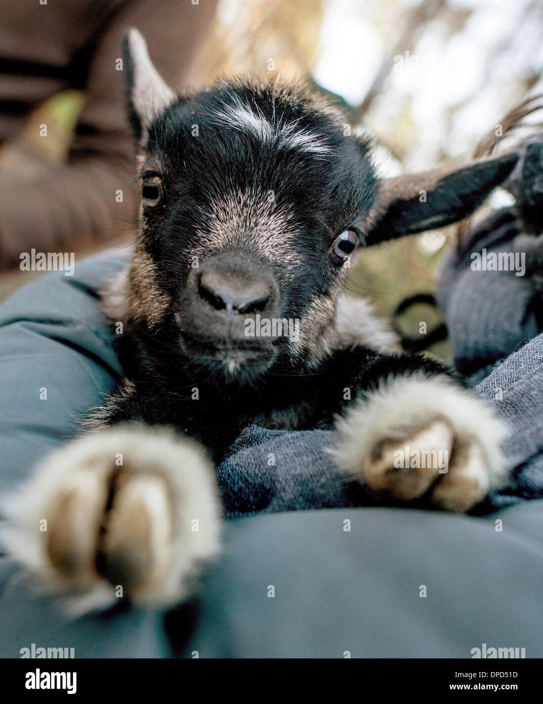 Miniature goats hi-res stock photography and images - Alamy