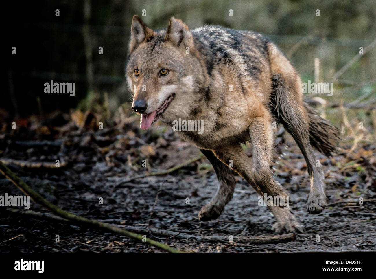 Moritzburg, Germany. 09th Jan, 2014. A wolf in the wildlife park in ...