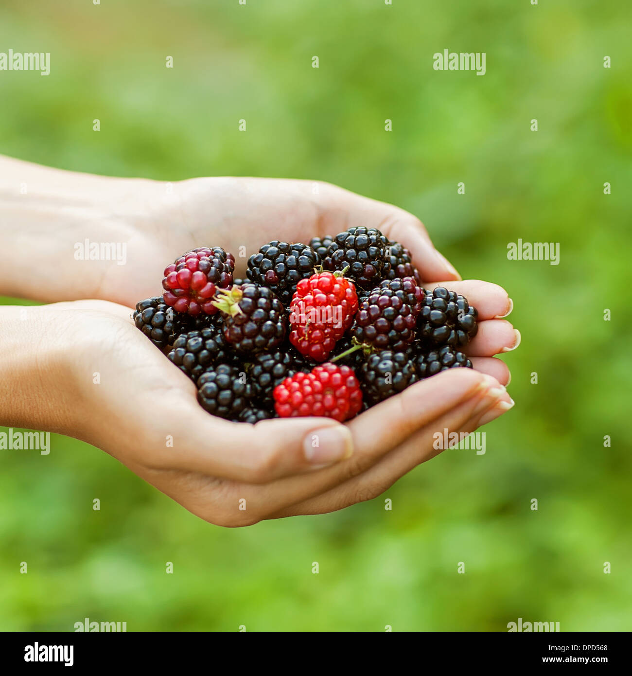 Blackberry in hand Stock Photo - Alamy