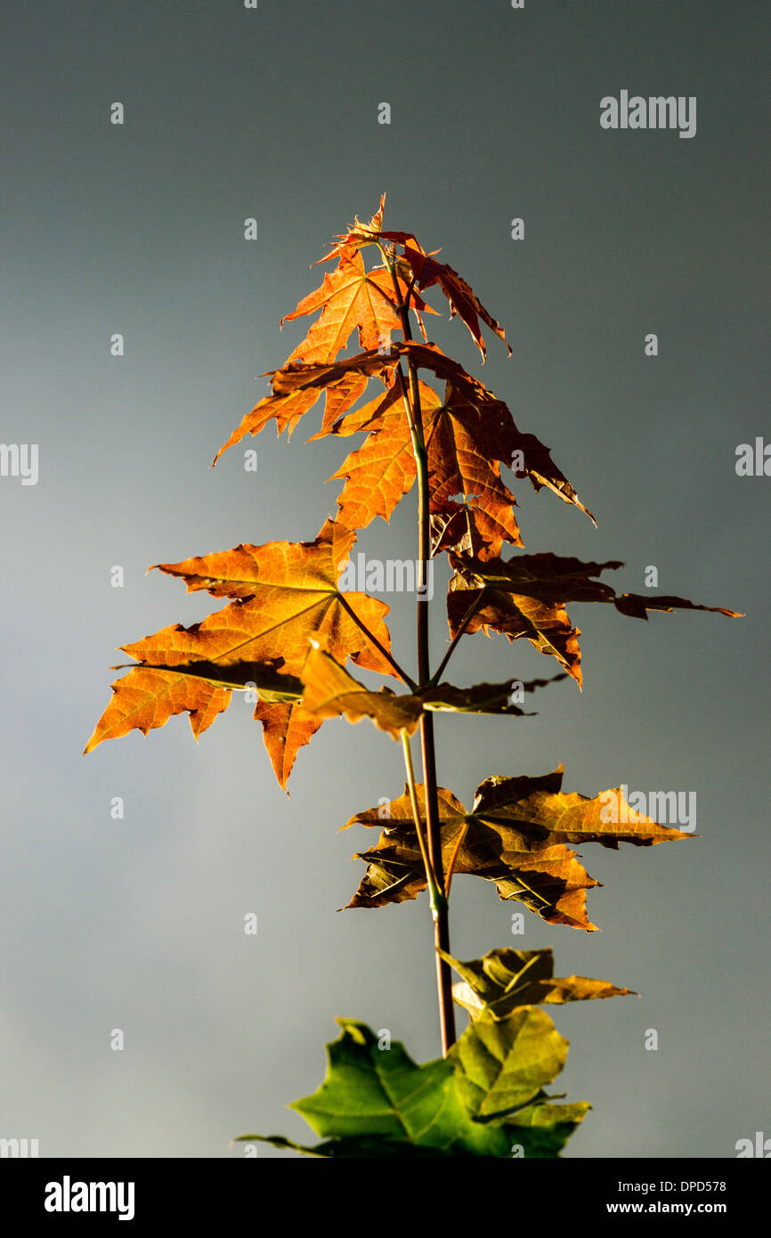 Sapling of maple tree Stock Photo - Alamy