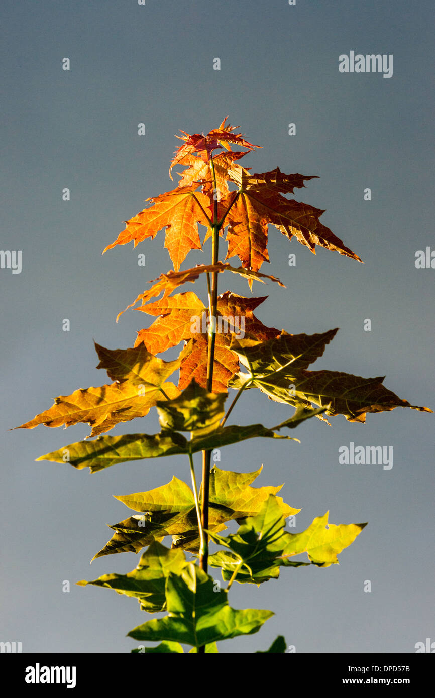 Sapling of maple tree Stock Photo - Alamy