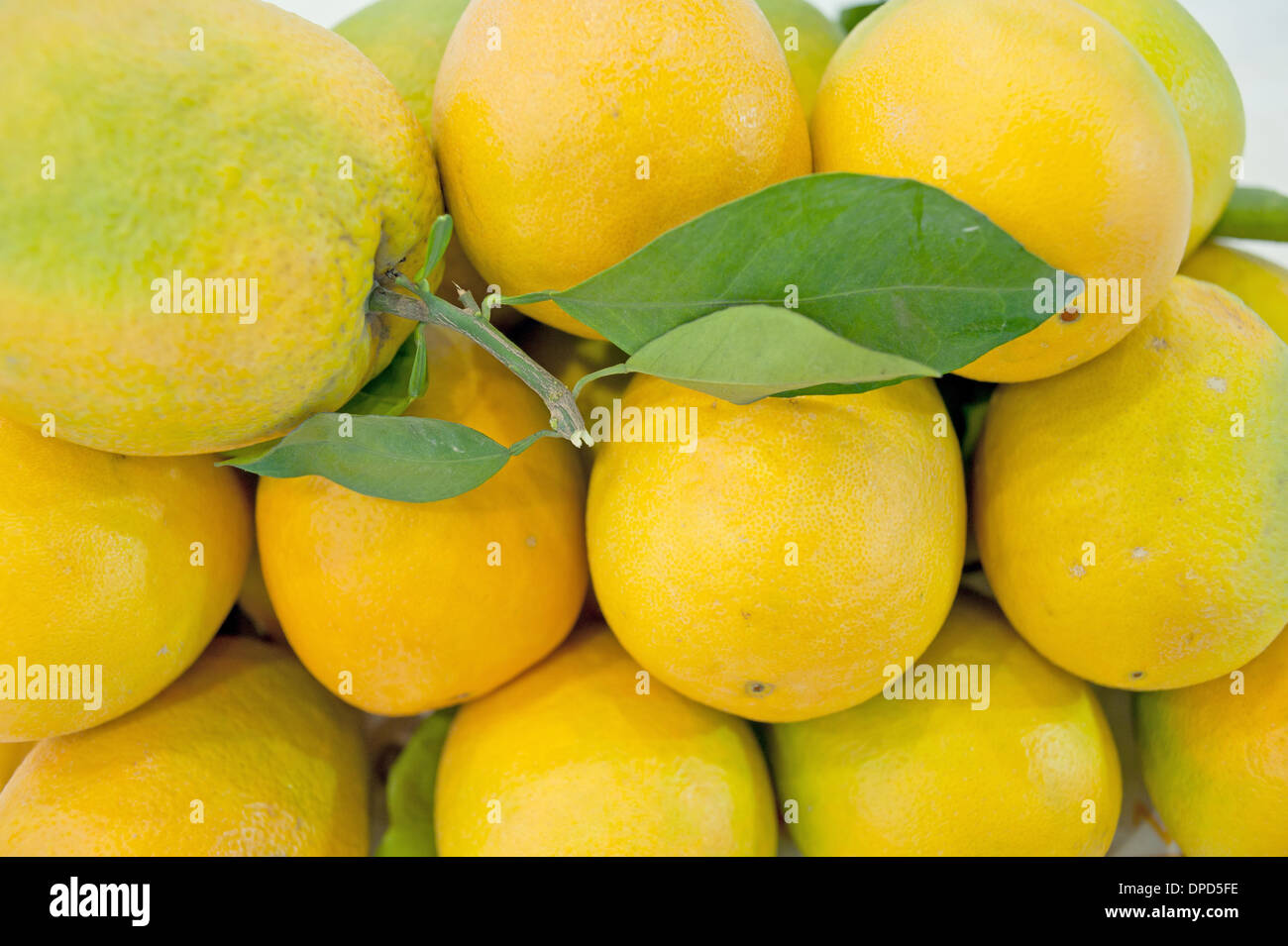 Yellow oranges hi-res stock photography and images - Alamy