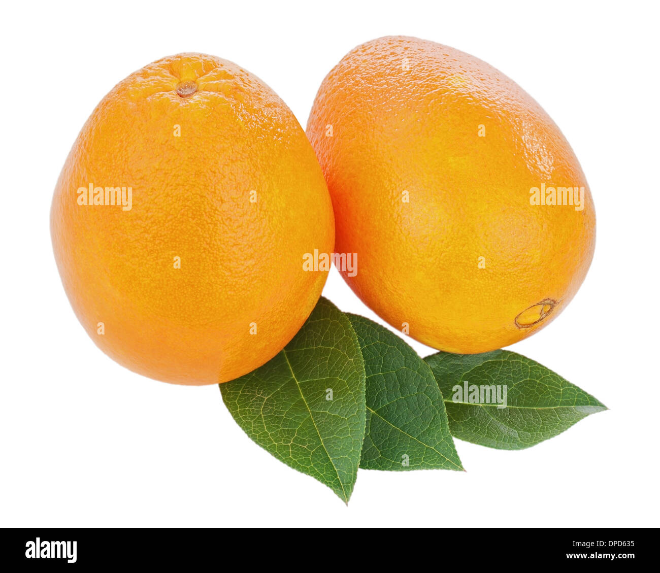 Fresh orange fruits with green leaves isolated on white background ...
