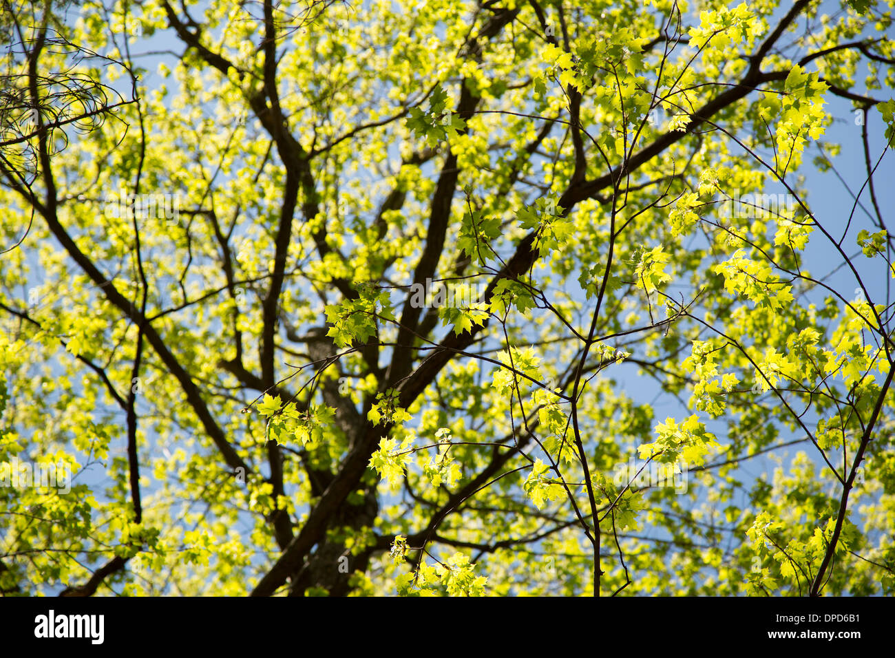 Maple Tree in Spring in Mount Royal Park, Montreal, Canada Stock Photo ...