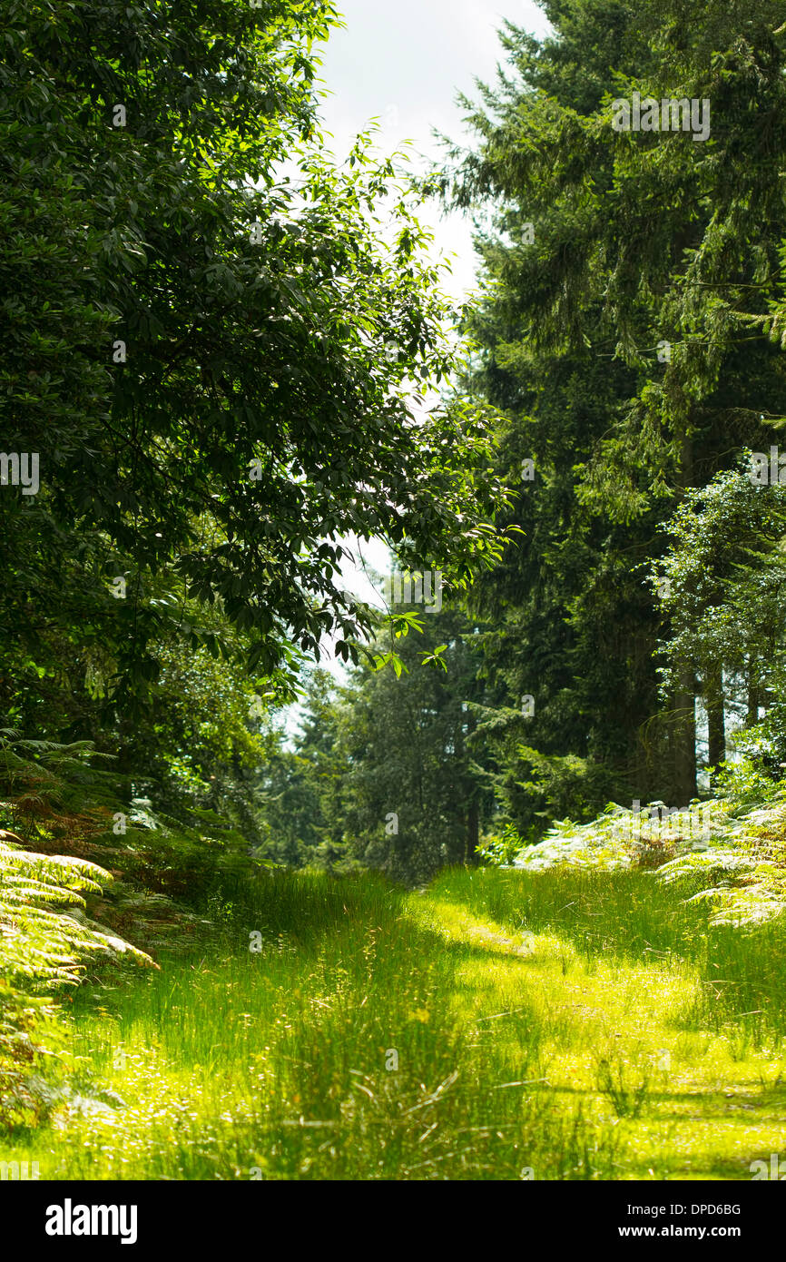 Forest in surrey uk hi-res stock photography and images - Alamy