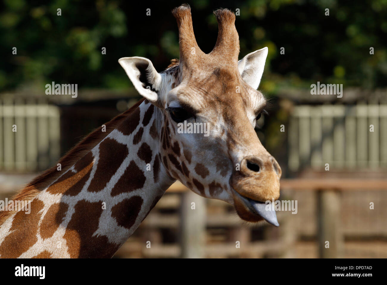 Giraffe in ZSL London Zoo on July 17, 2013 in London, England Stock ...