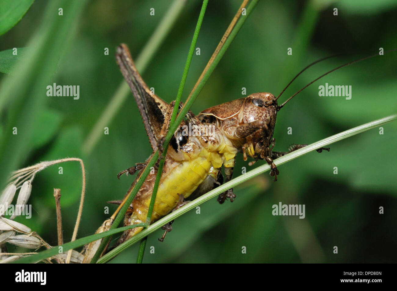 Dark Bush-cricket - Pholidoptera griseoaptera Female in grass showing ...