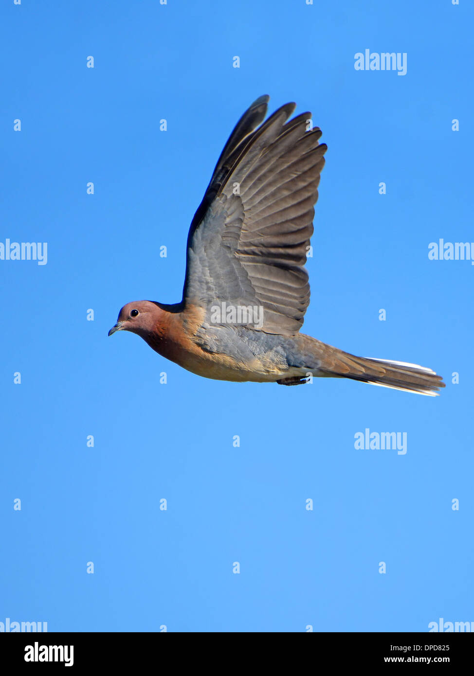 Dove flying hi-res stock photography and images - Alamy
