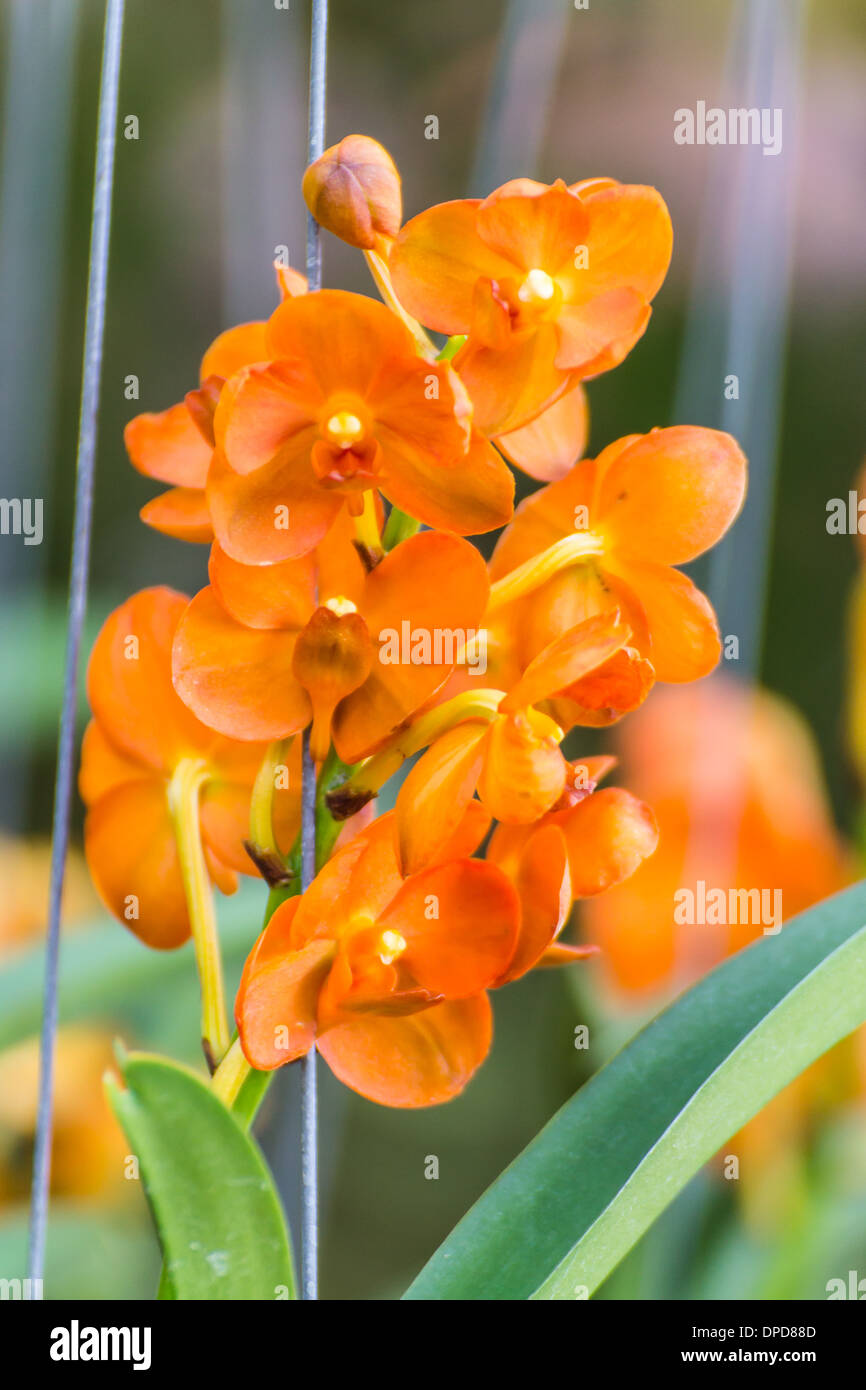 Orange color inflorescence hi-res stock photography and images - Alamy