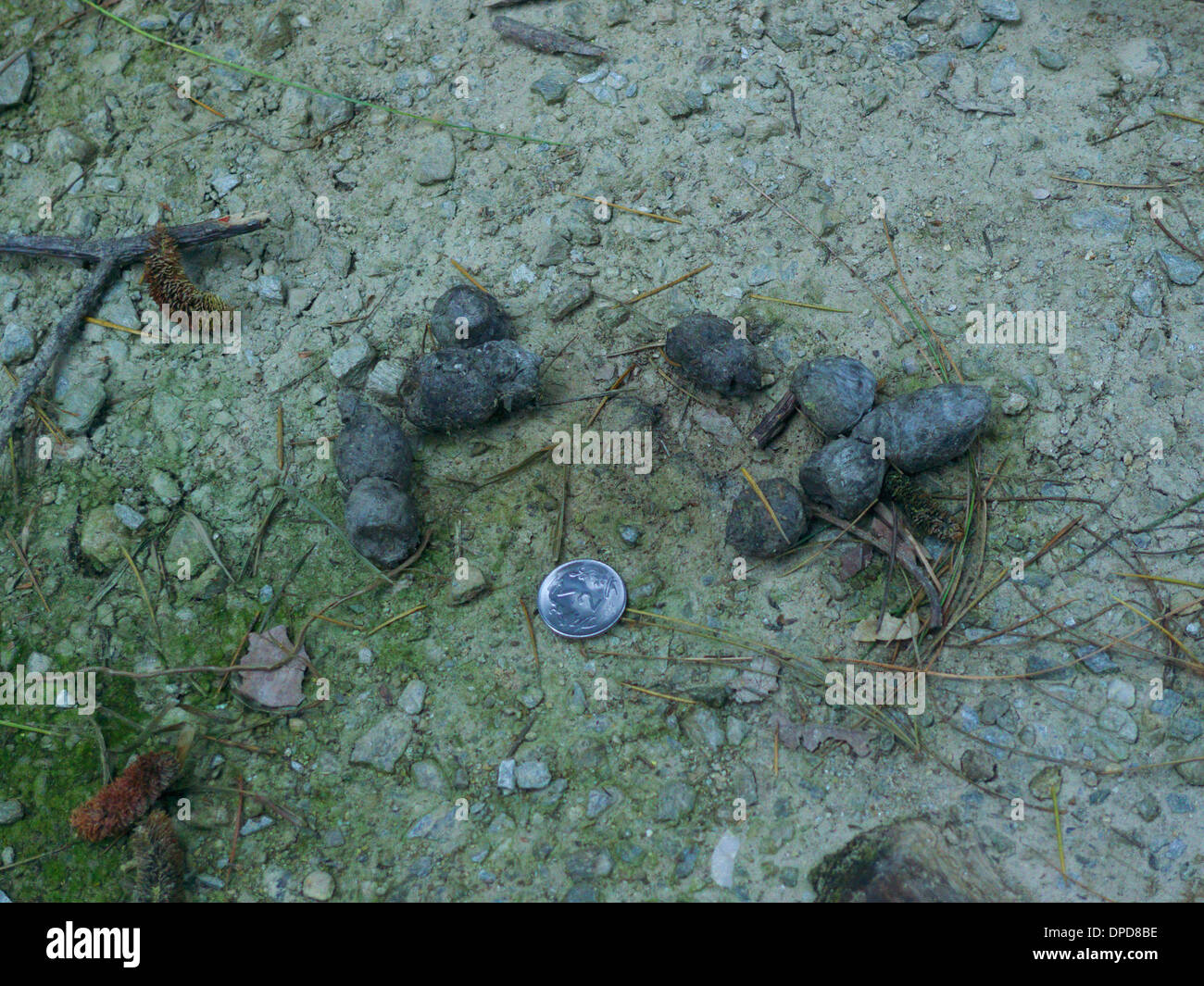 Dung spoor scat faeces leopard indian hi-res stock photography and ...