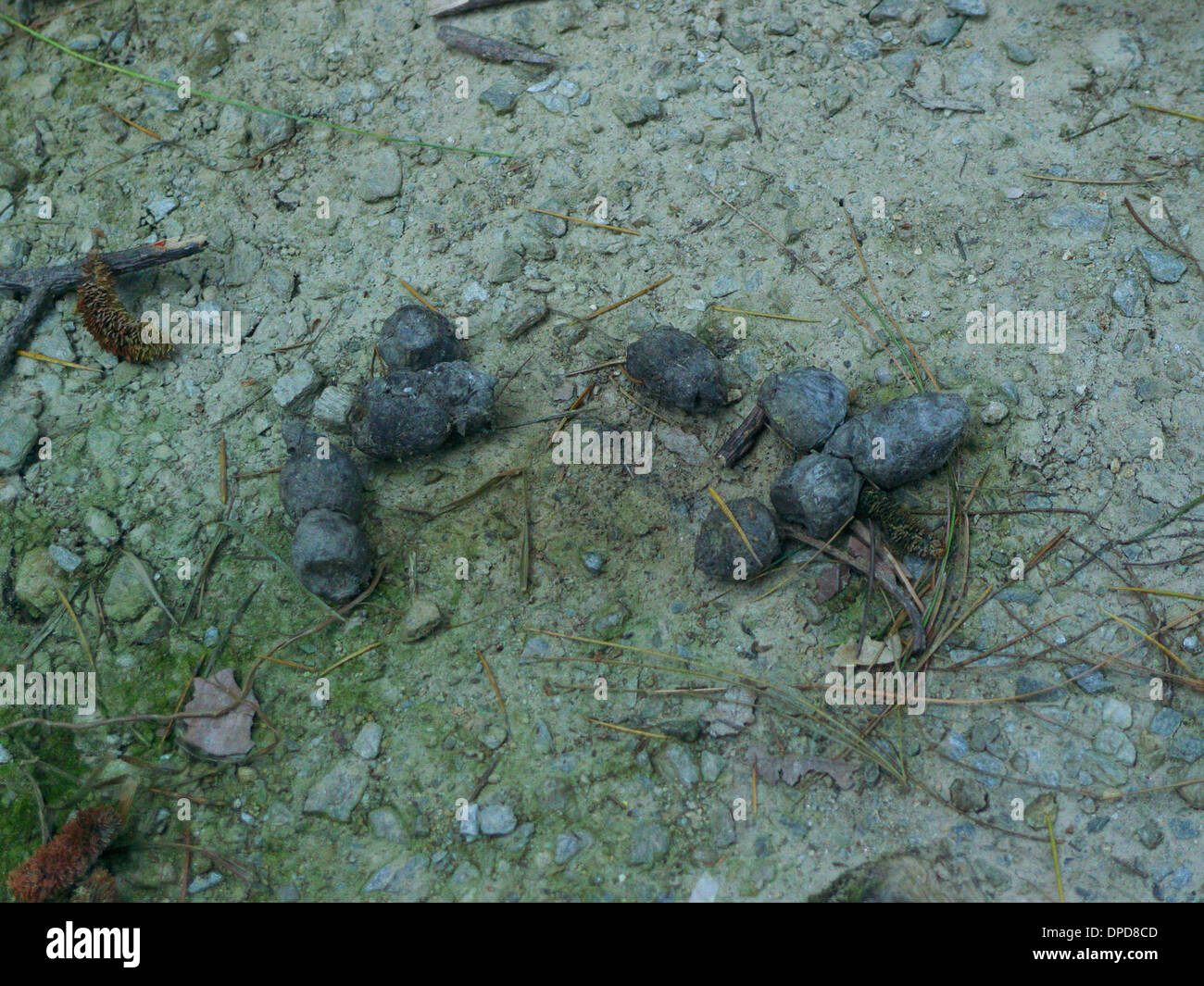 Dung spoor scat faeces leopard indian hi-res stock photography and ...